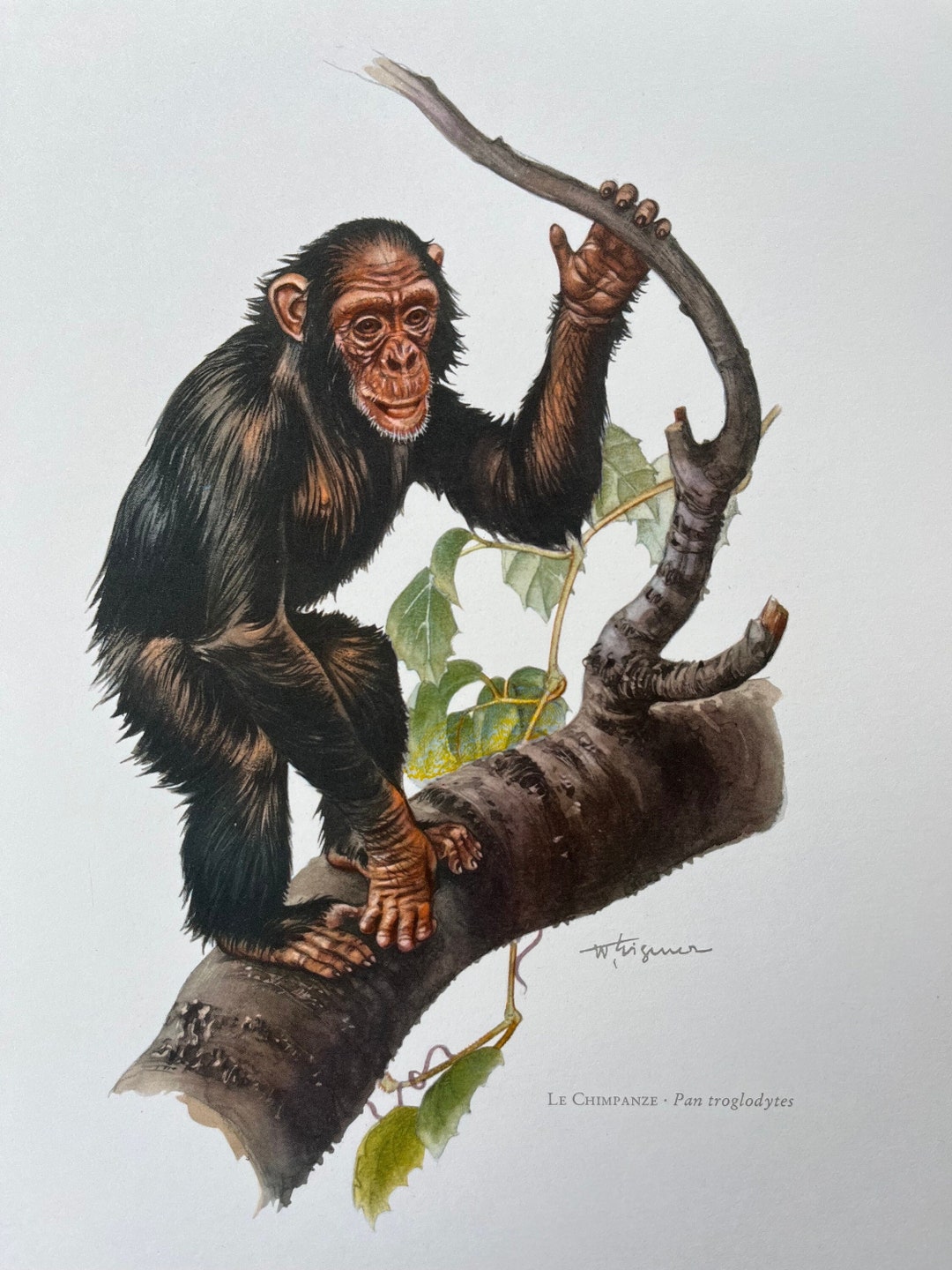 Vintage Chimpanzee Print, 1960s Zoology Lithograph - Etsy
