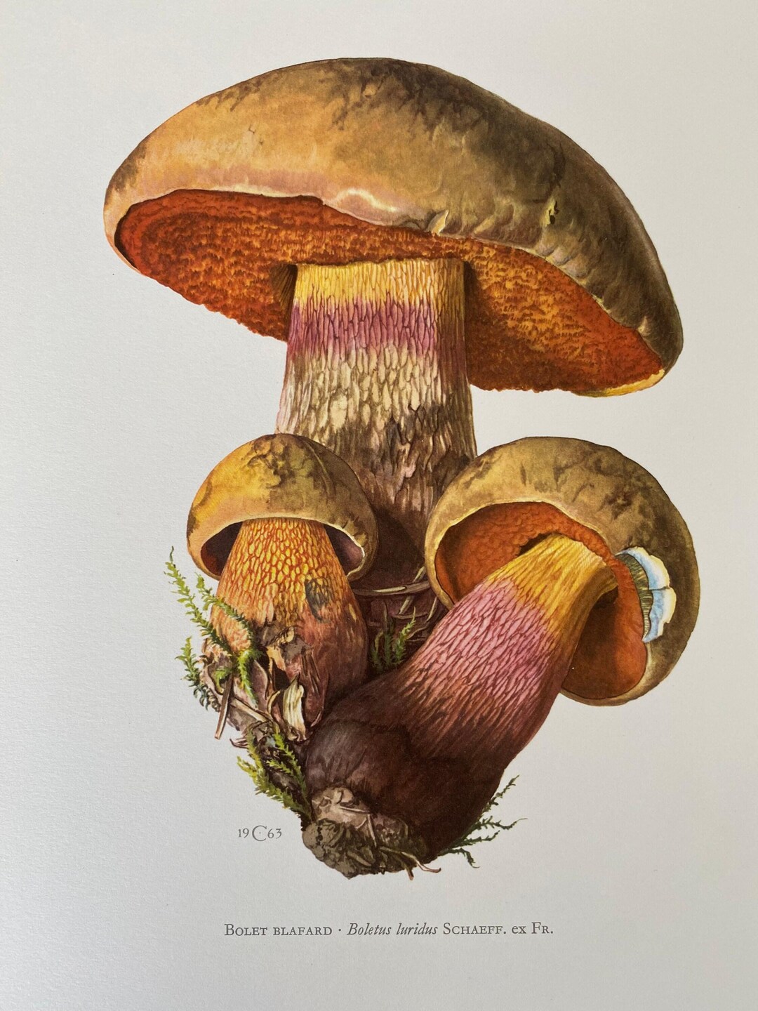 Lurid Bolete Mushroom Print. Antique and Vintage Biology and Nature ...