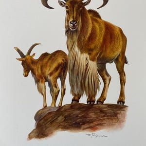 Barbary Sheep Animal Print. Antique and Vintage Zoology and Biology ...