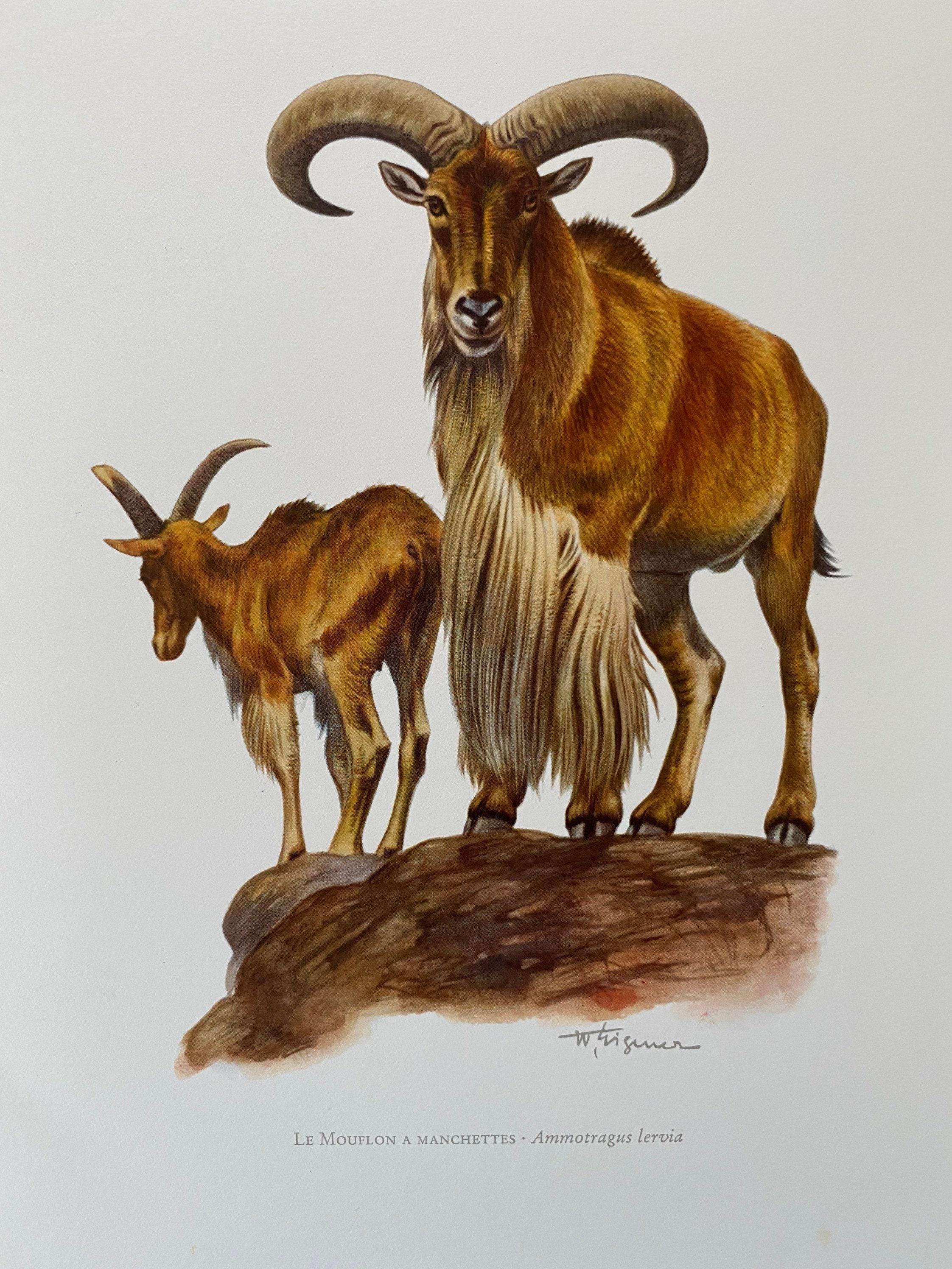 Barbary Sheep Animal Print. Antique and Vintage Zoology and Biology ...