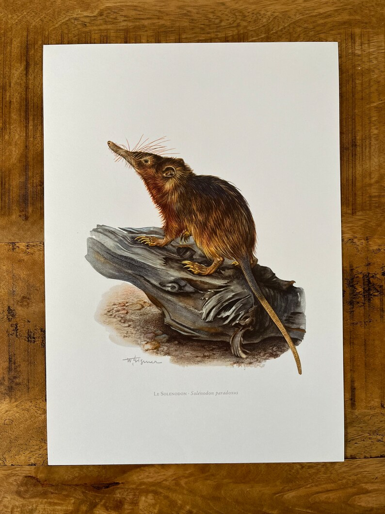 Hispaniolan Solenodon Print | 1960s Vintage Zoology Lithograph - Etsy