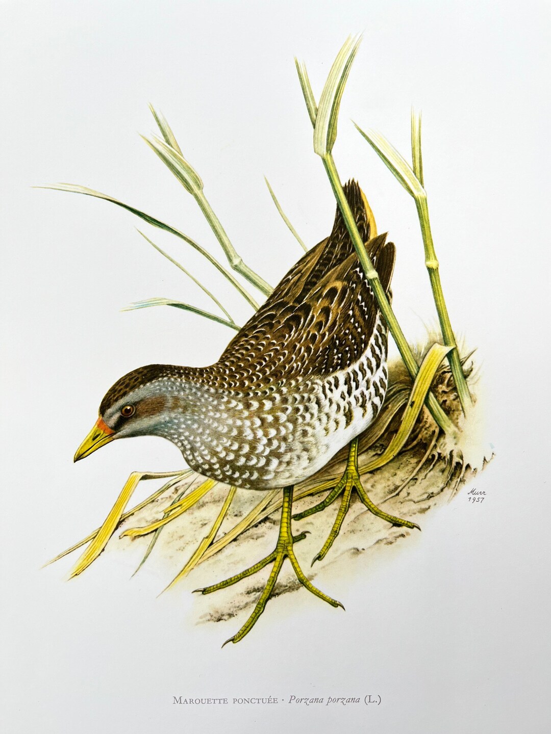 SPOTTED CRAKE Bird Print. Antique and Vintage Ornithology and Biology ...