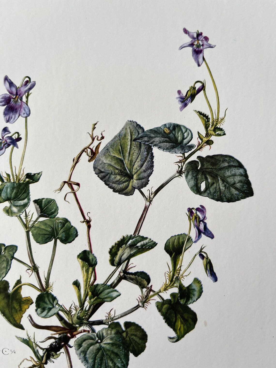 Botanical Common European Violet Print. Vintage Flower En Plant ...