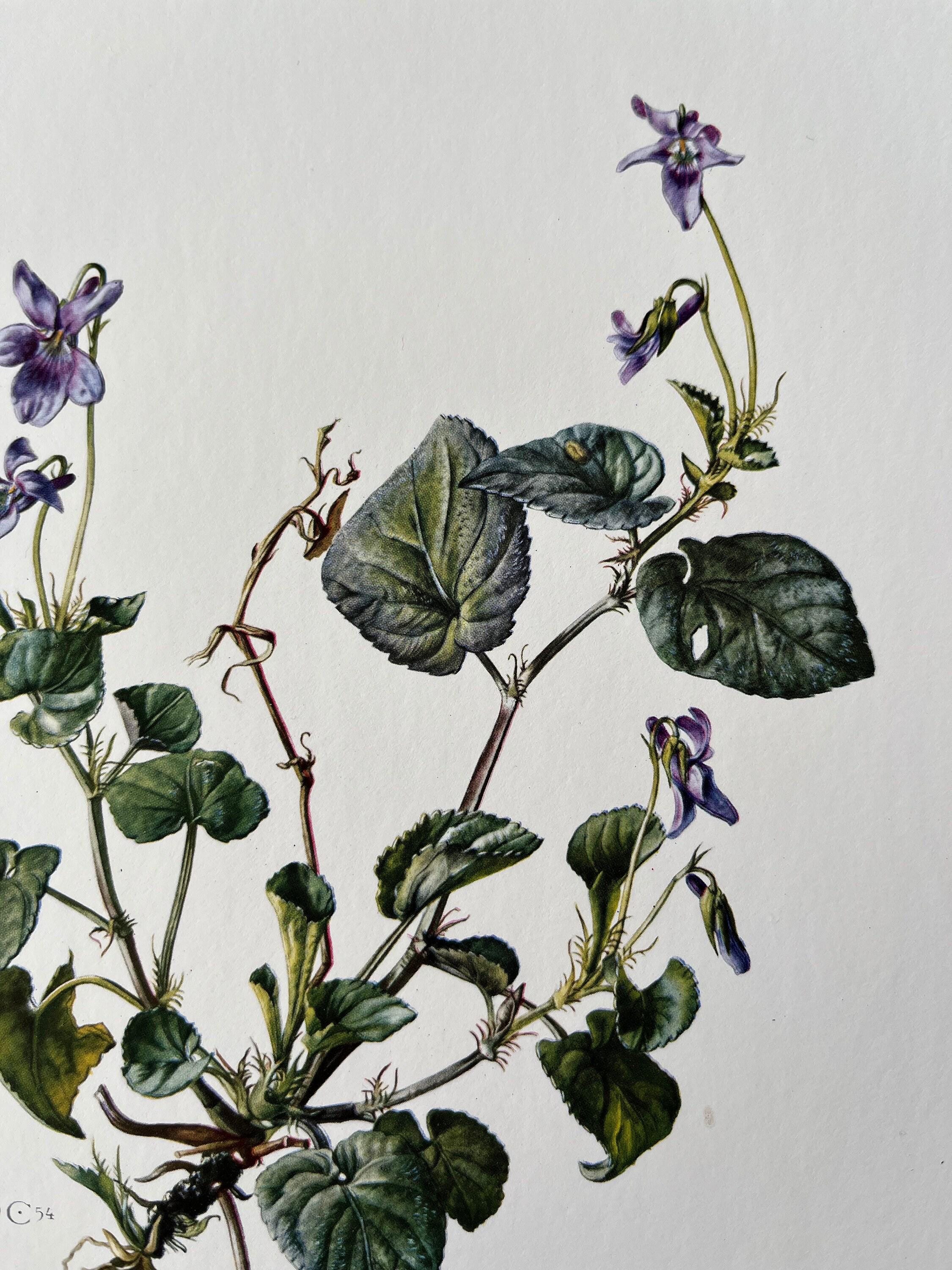 Botanical Common European Violet Print. Vintage Flower En Plant ...