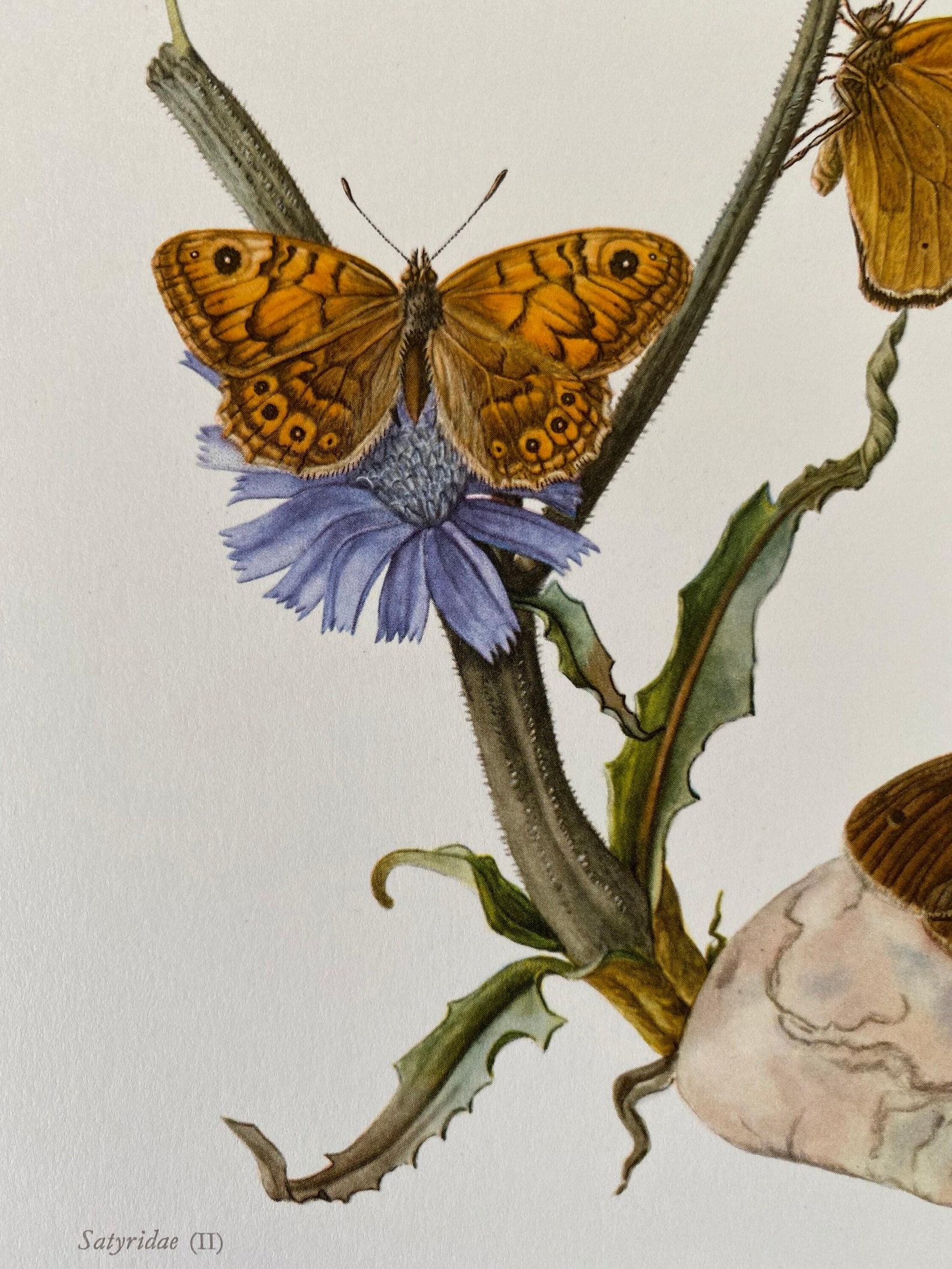 Brush-footed Butterfly Print - 1960s Entomology Wall Art - Etsy