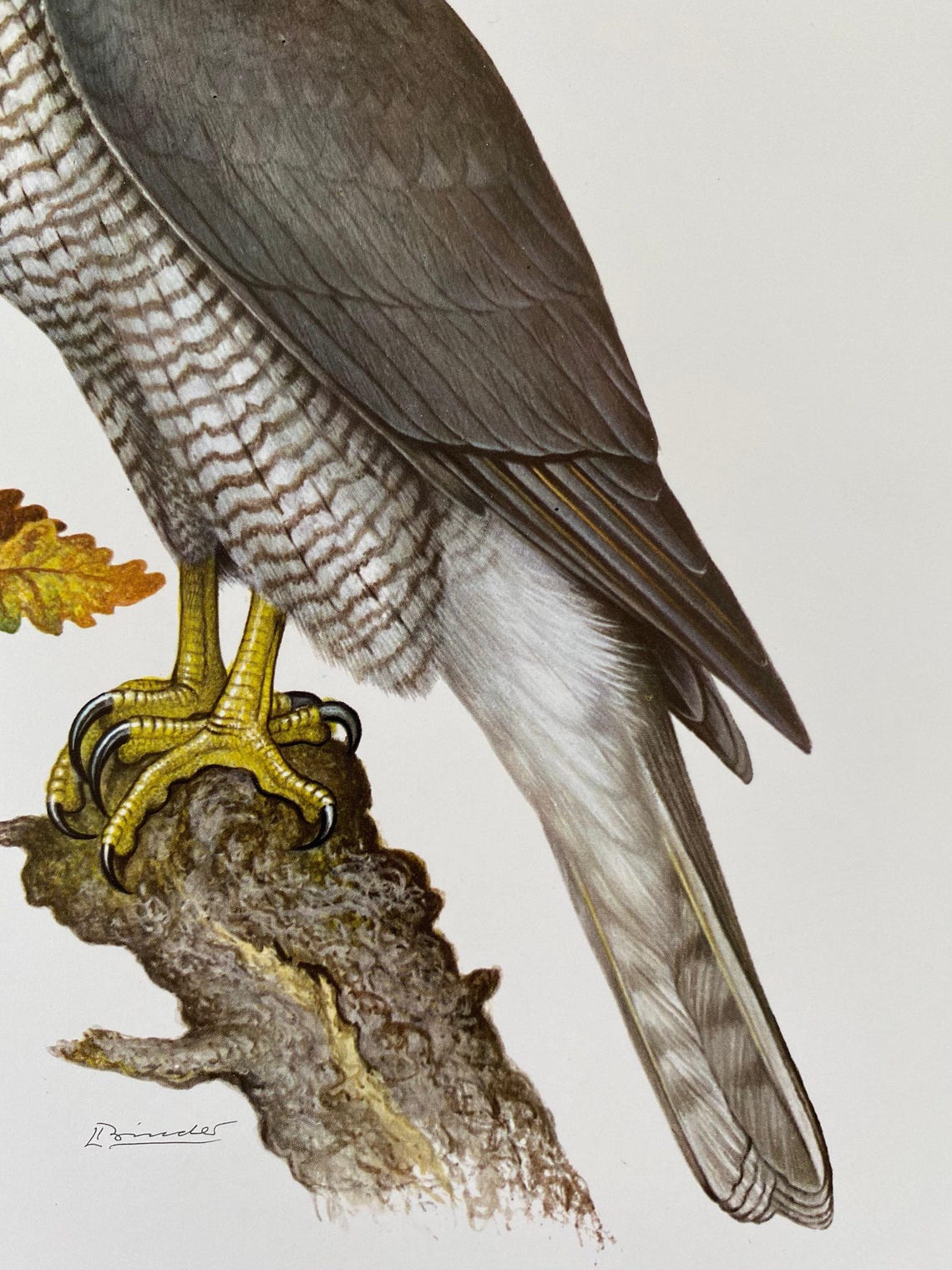 Vintage Northern Goshawk Print, 1960s Ornithology Wall Art - Etsy