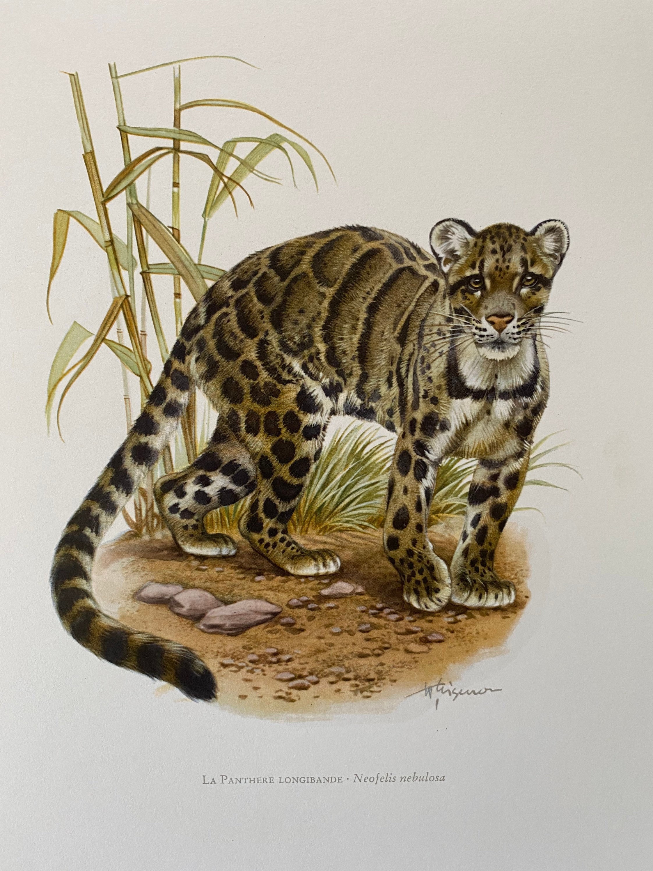 Clouded Leopard Natural Homes