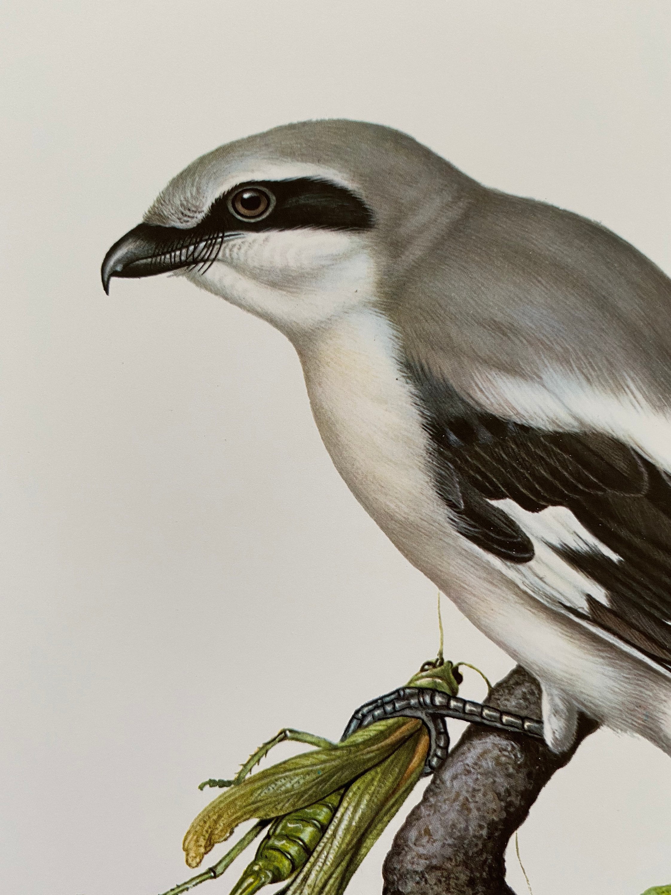 Shrike Bird