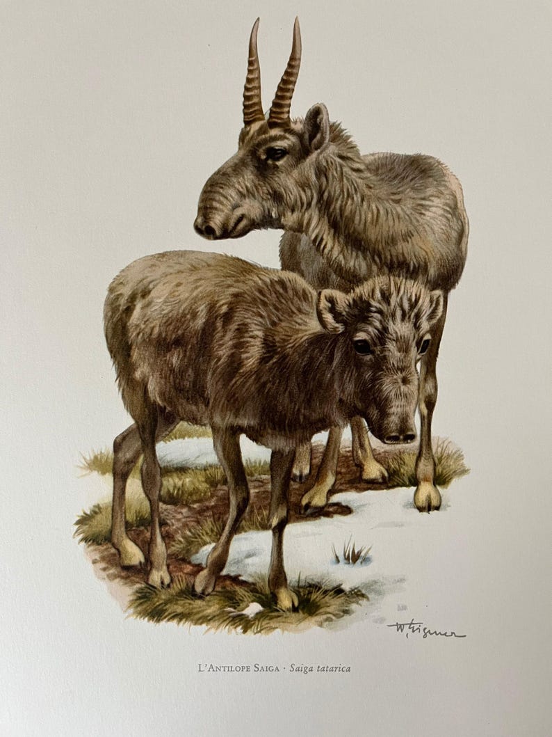 Saiga Antelope Print, Vintage Zoology Lithograph, 1960s Wildlife ...