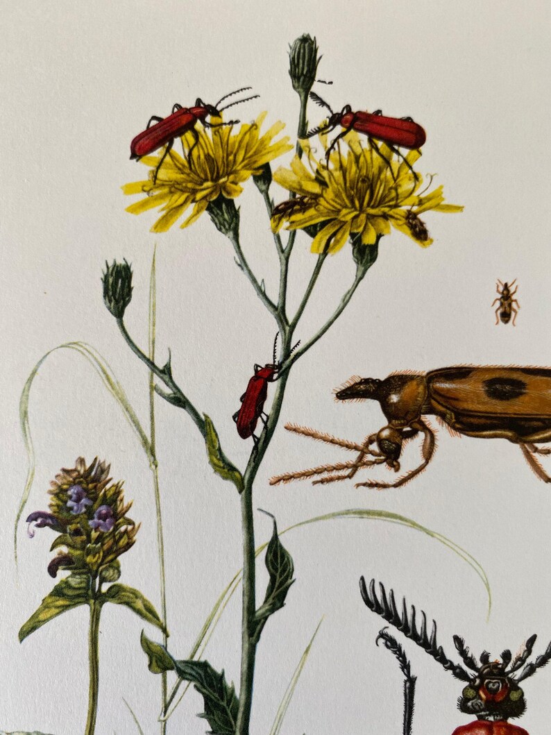 Entomology Wall Art: Fire-colored Beetle Print, 1960s Insect ...