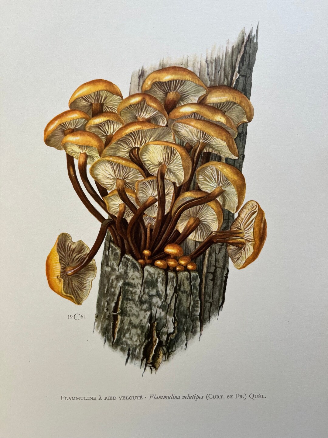 VELVET SHANK Mushroom Print. Antique and Vintage Biology and Nature ...