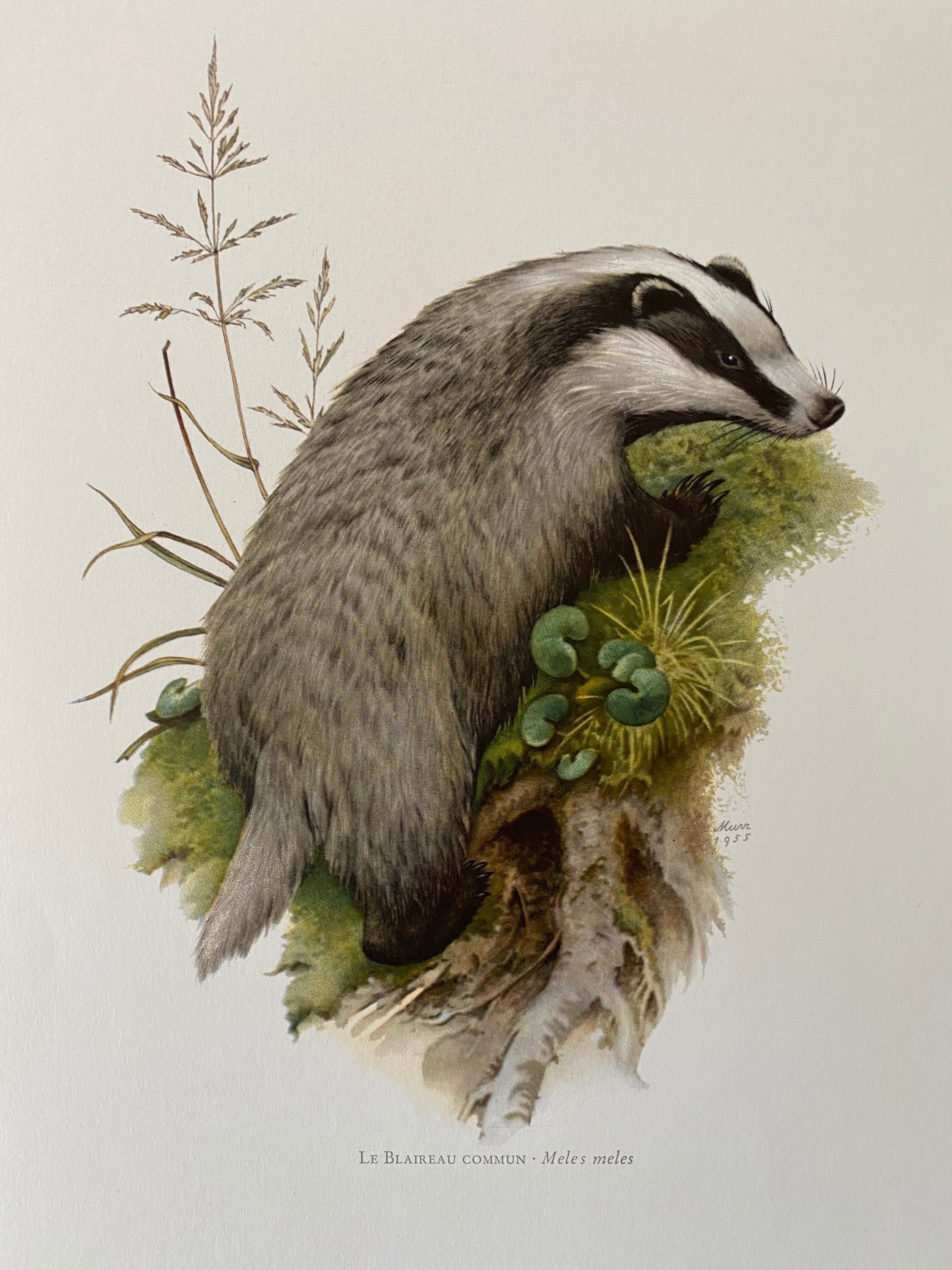 European Badger
