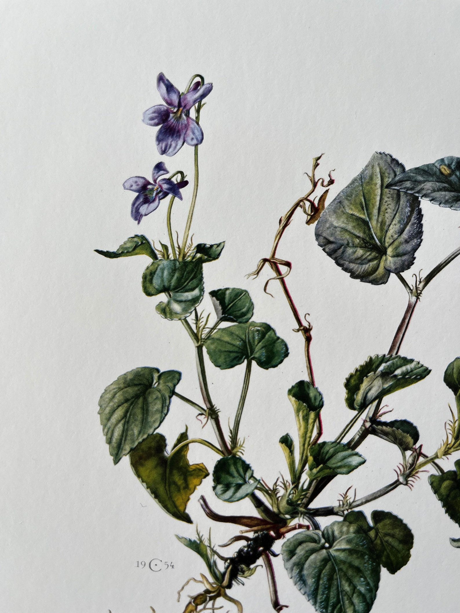 Botanical Common European Violet Print. Vintage Flower En Plant ...