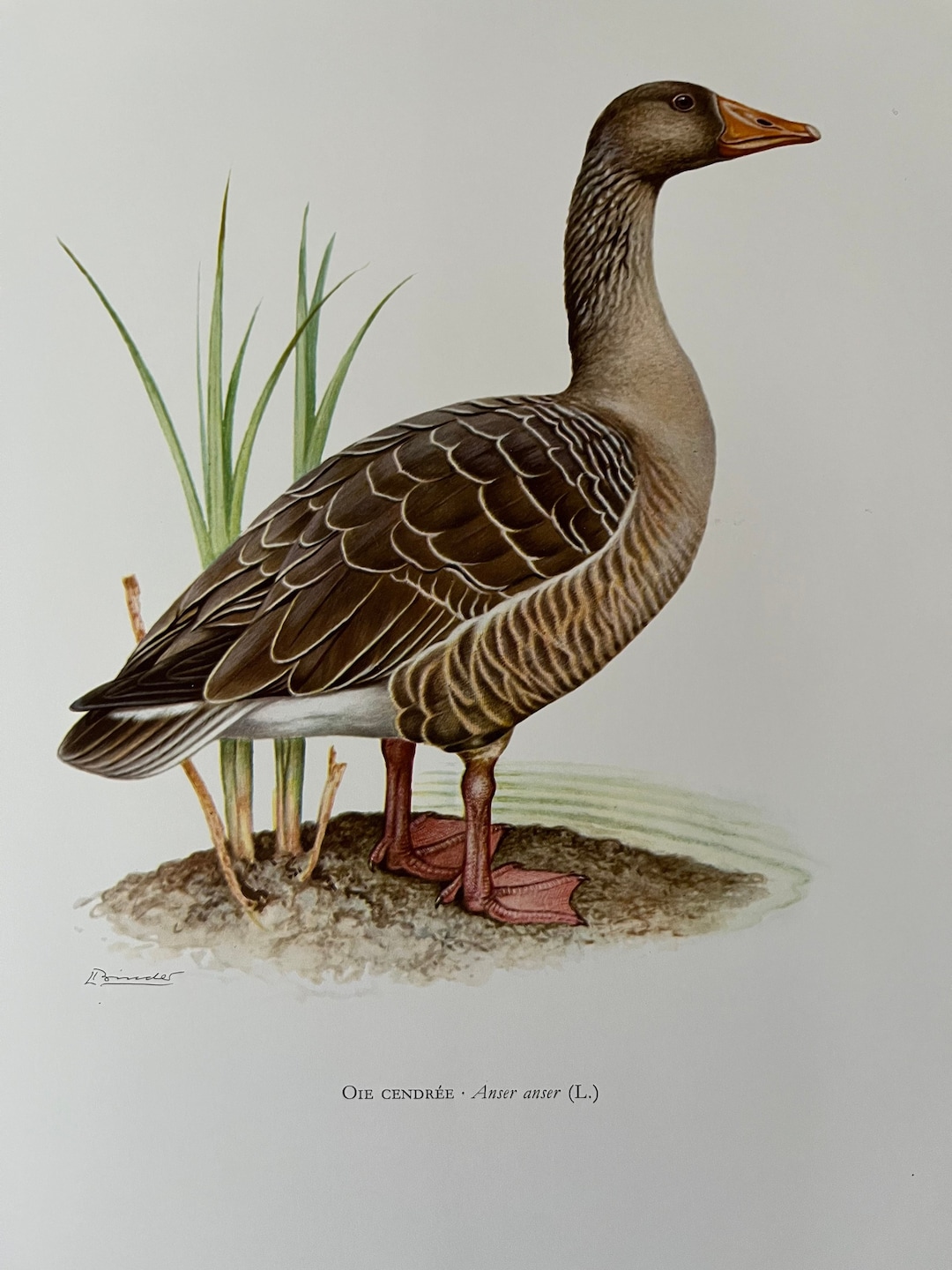 GREYLAG GOOSE Bird Print. Antique and Vintage Ornithology and Biology ...
