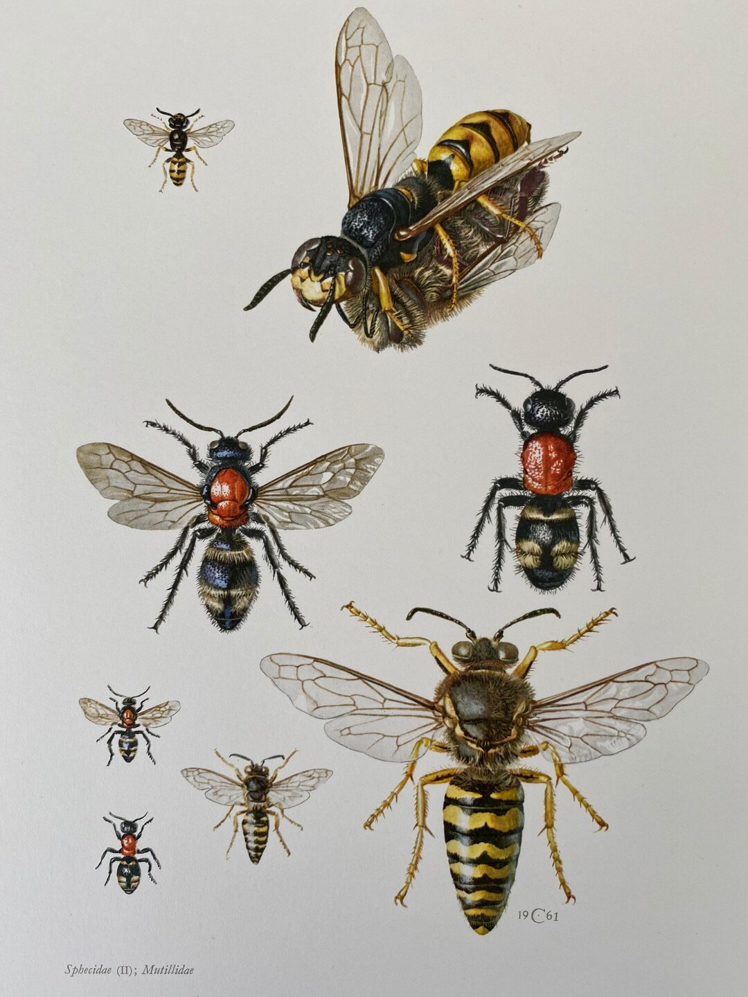 Velvet Wasp Print. Bugs Illustrations. Insect Print. Entomology ...