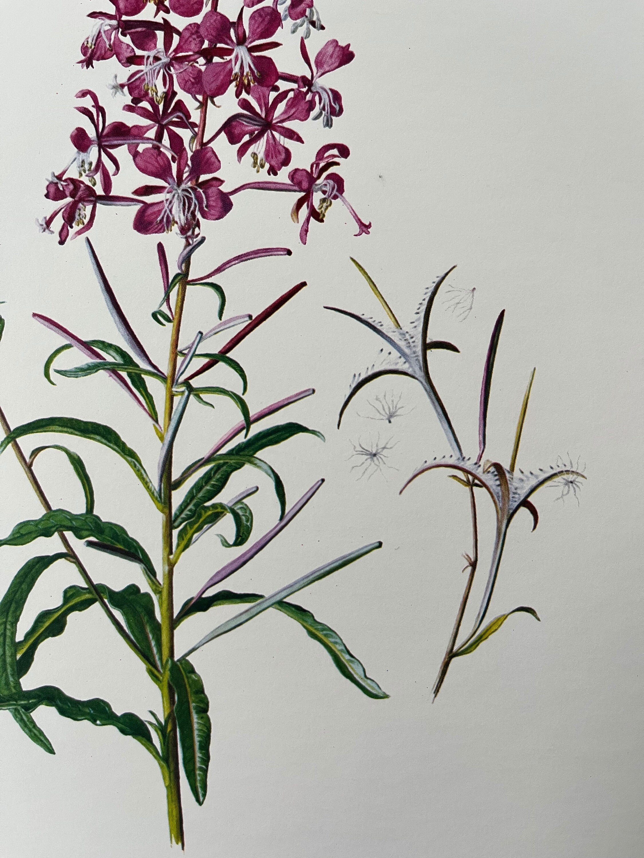 1960 Vintage FIREWEED Botanical Print. Antique Natural Sciences and ...