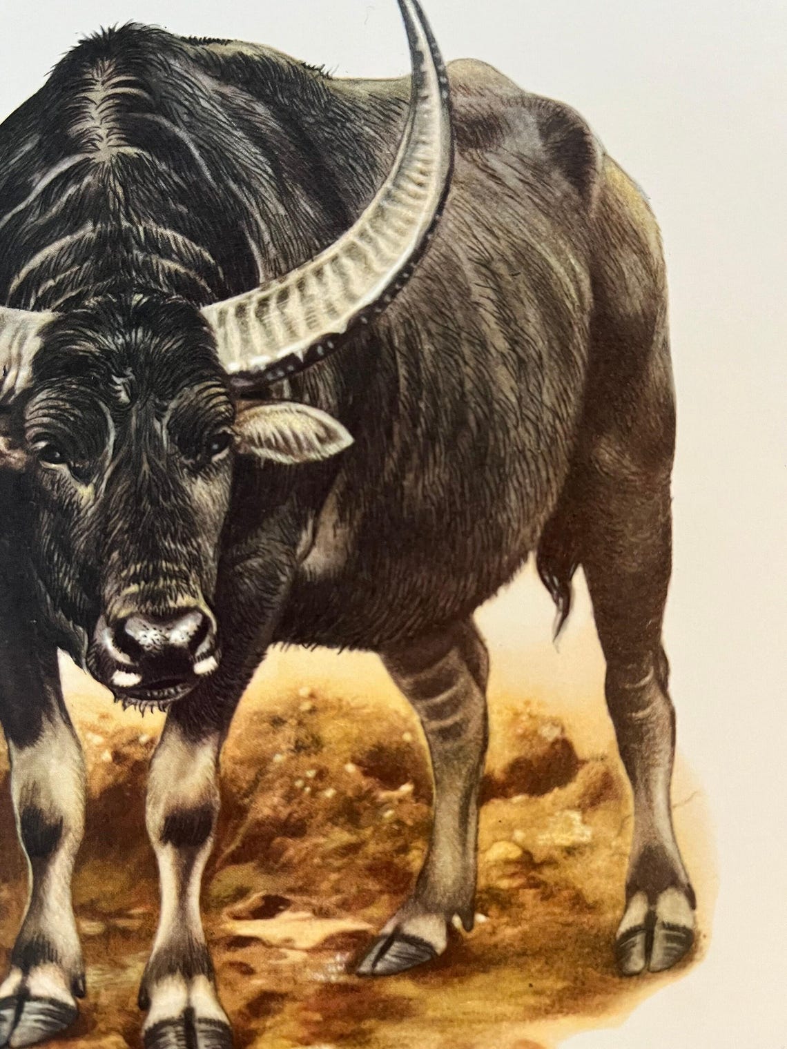 Vintage Water Buffalo Print, 1960s Zoology Lithograph - Etsy