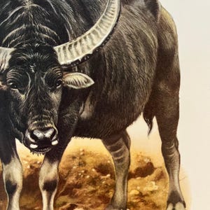 Vintage Water Buffalo Print, 1960s Zoology Lithograph - Etsy