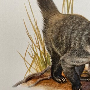WHITE-NOSED COATI Animal Print. Antique and Vintage Zoology and Biology ...