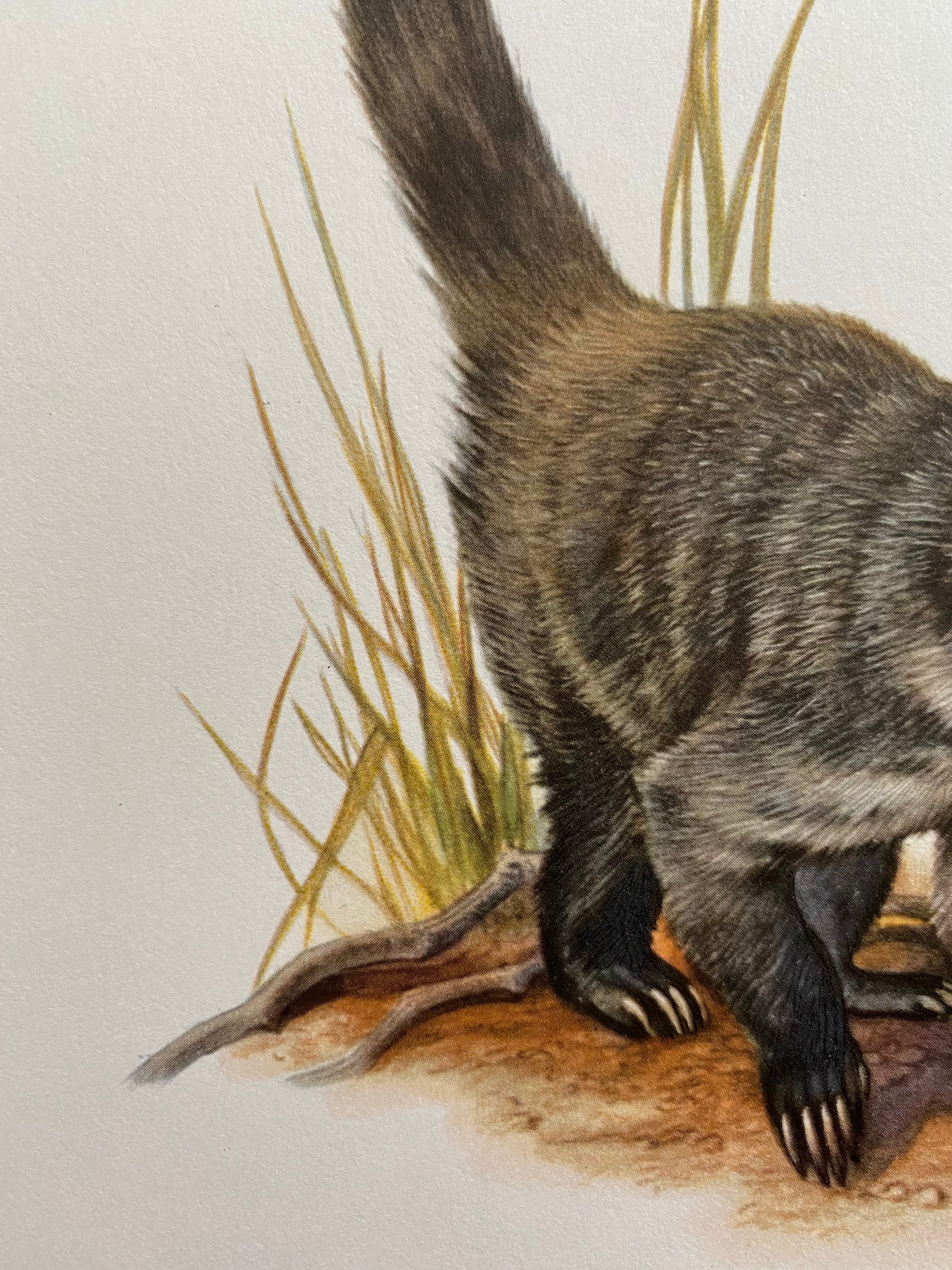 Vintage White-nosed Coati Print, 1960s Zoology Lithograph - Etsy