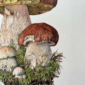 KING BOLETE Mushroom Print. Antique Biology and Nature Lithograph ...