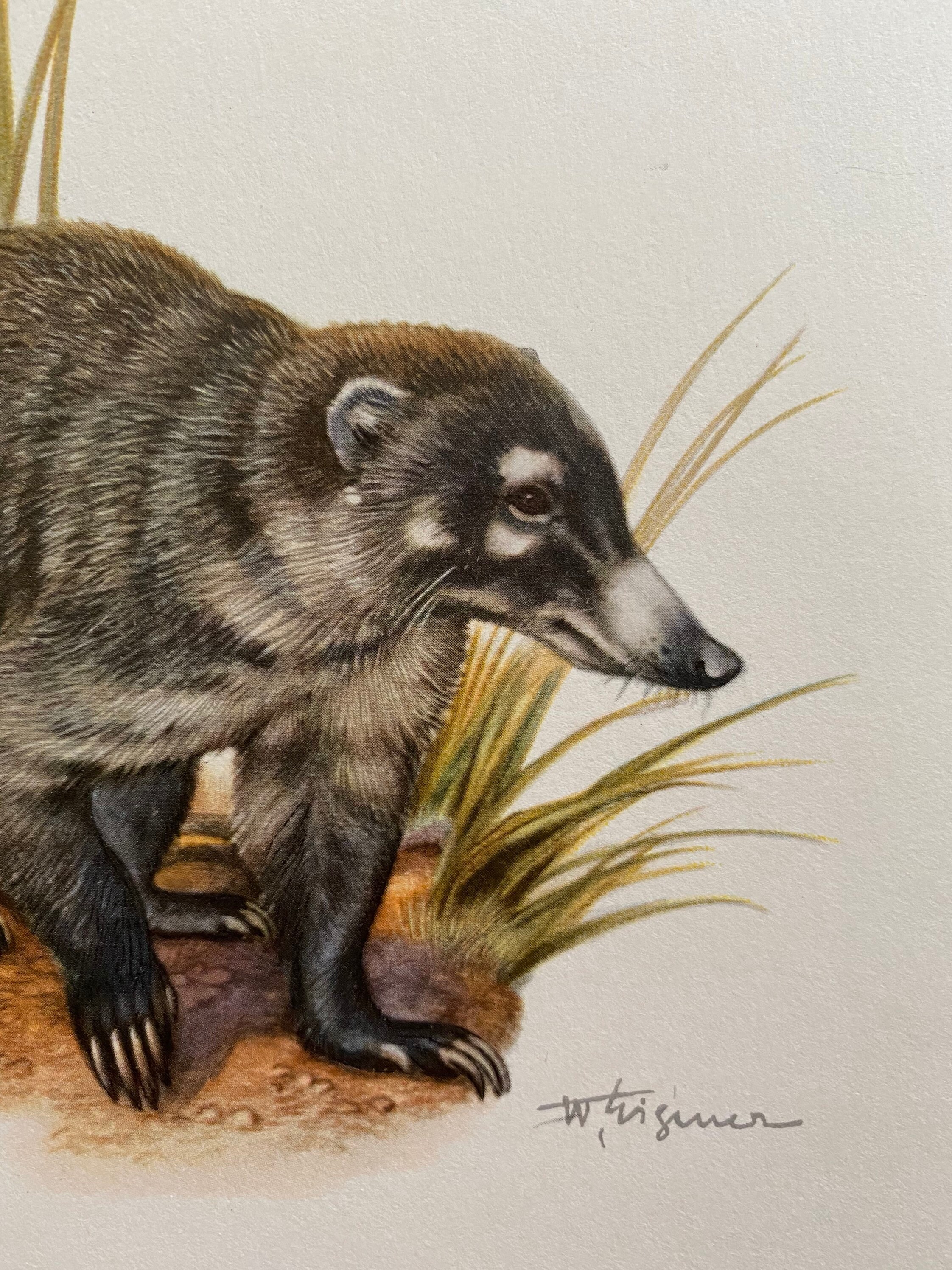 Vintage White-nosed Coati Print, 1960s Zoology Lithograph - Etsy