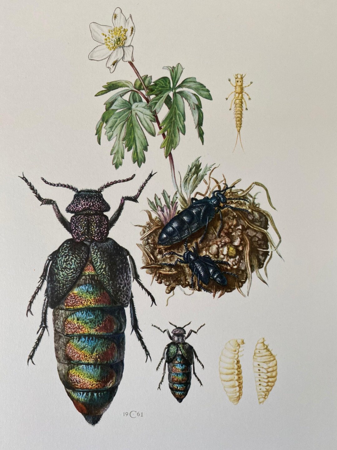 Blister Beetle Print. Bugs Illustrations. Insect Print. Entomology ...