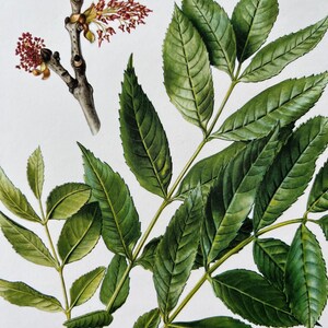 European Ash Tree Botanical Print. Antique and Vintage Natural Sciences ...
