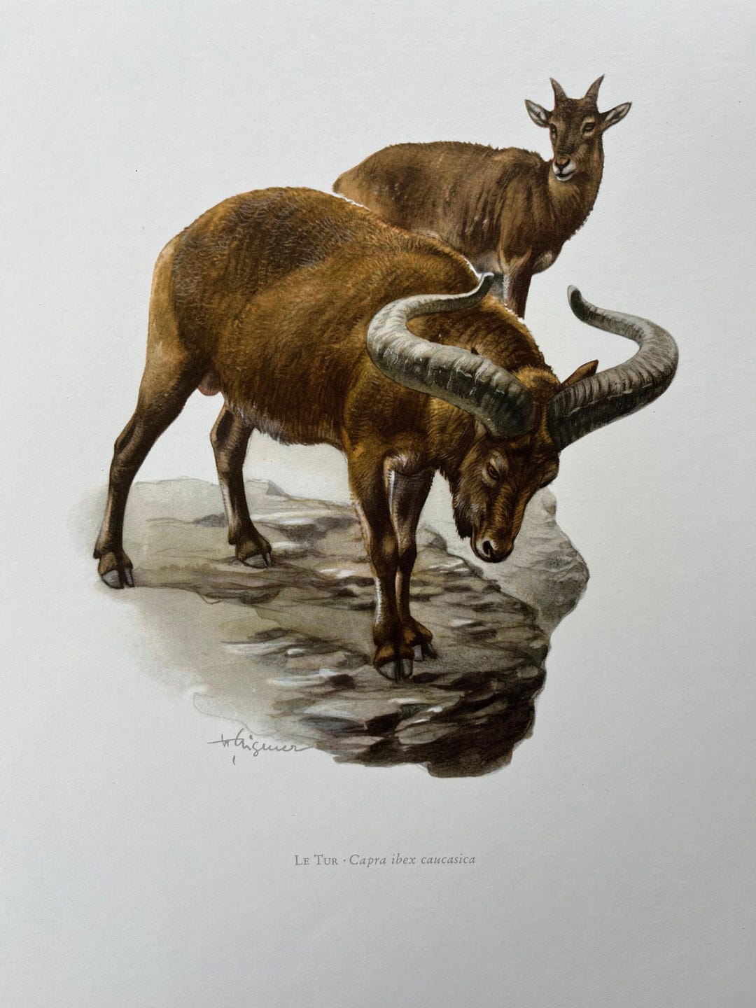 Asian Ibex Animal Print. Antique and Vintage Natural Sciences and ...