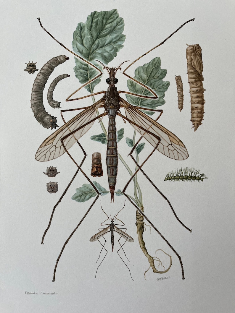 Vintage Crane Fly Print, 1960s Zoology Lithograph - Etsy