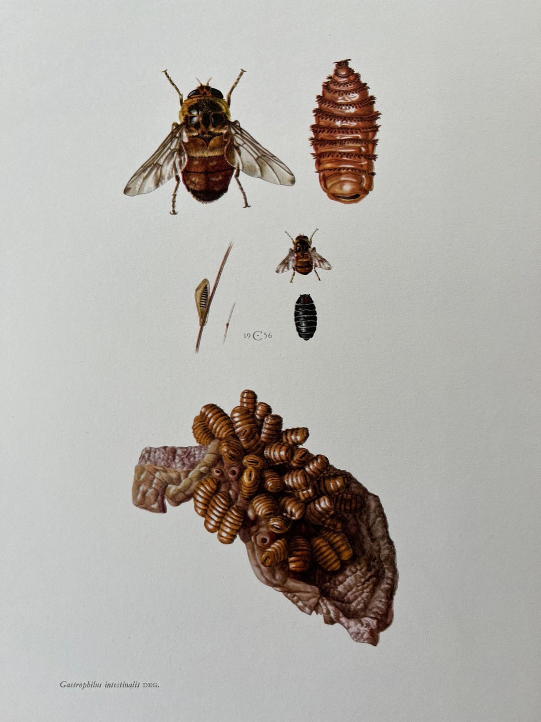 Horse Botfly Insect Print. Antique and Vintage Zoology and Biology ...