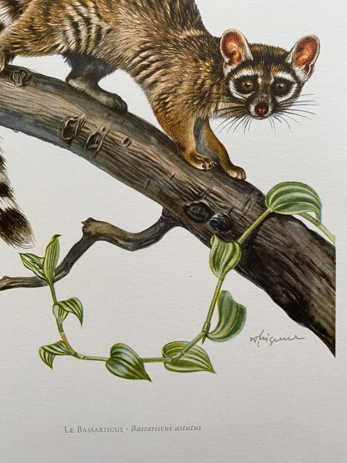 RINGTAIL CAT Animal Print. Antique and Vintage Zoology and Biology ...