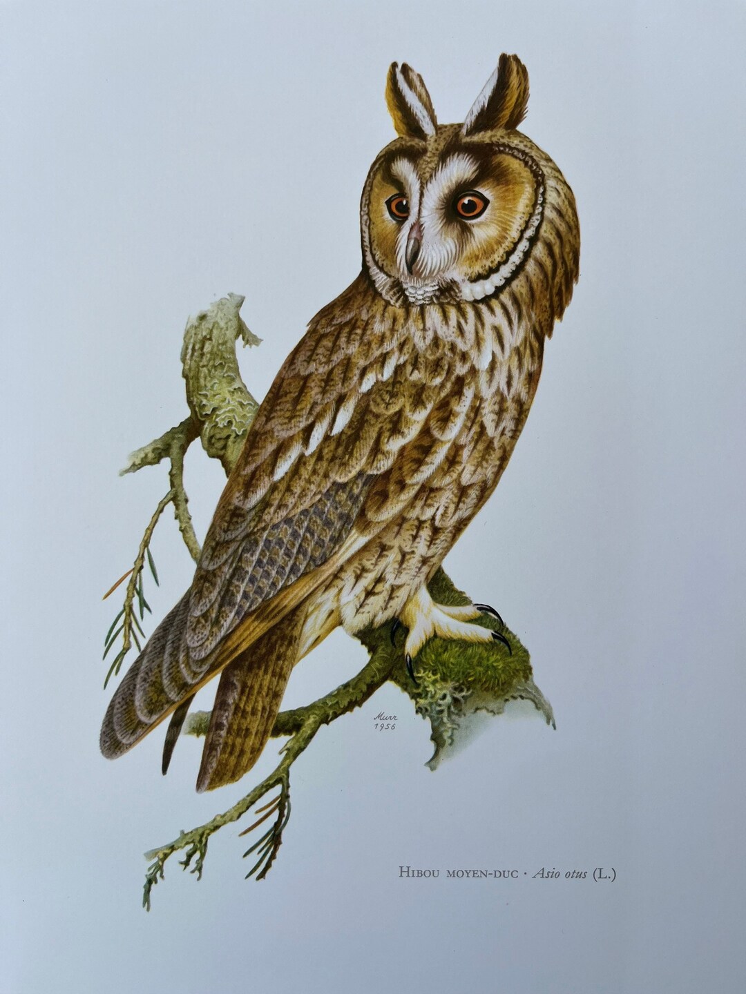 Long-eared Owl Print, Vintage Ornithology Illustration, 1960s - Etsy
