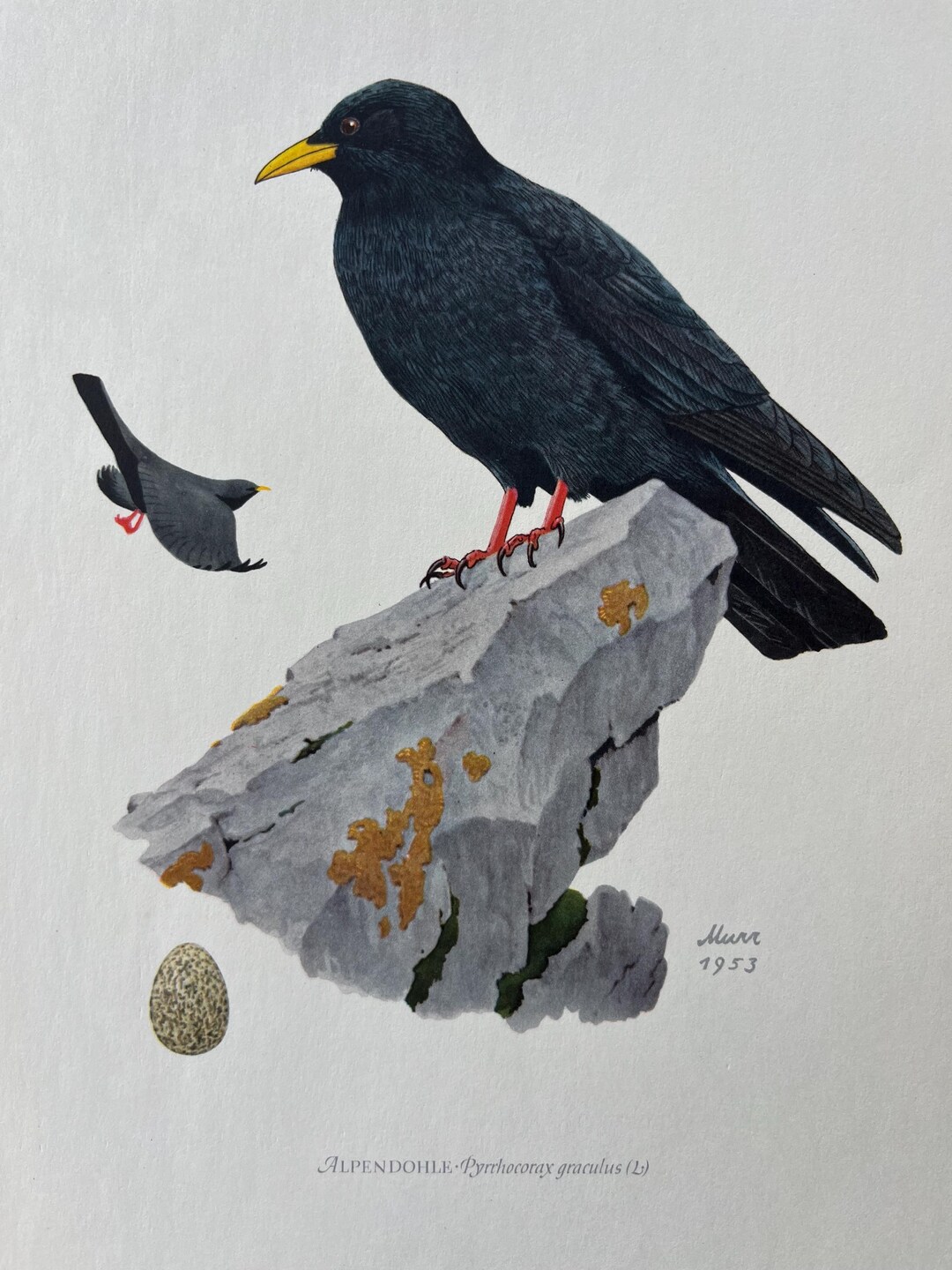 1955 Alpine Chough Bird Print, Vintage Ornithology Lithograph - Etsy