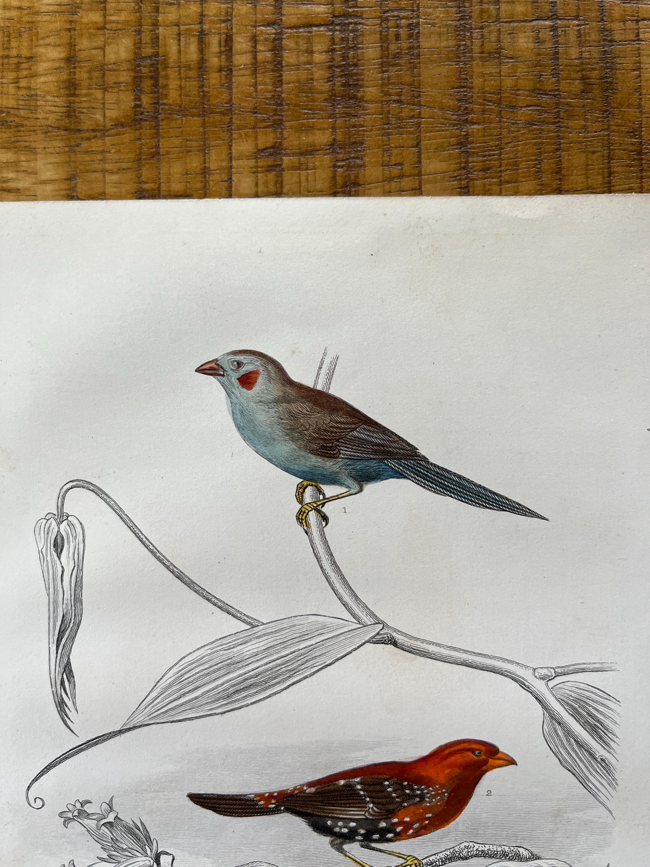 Antique Bengali, Bengali Rouge Finch Bird Print From 1850. Original and ...