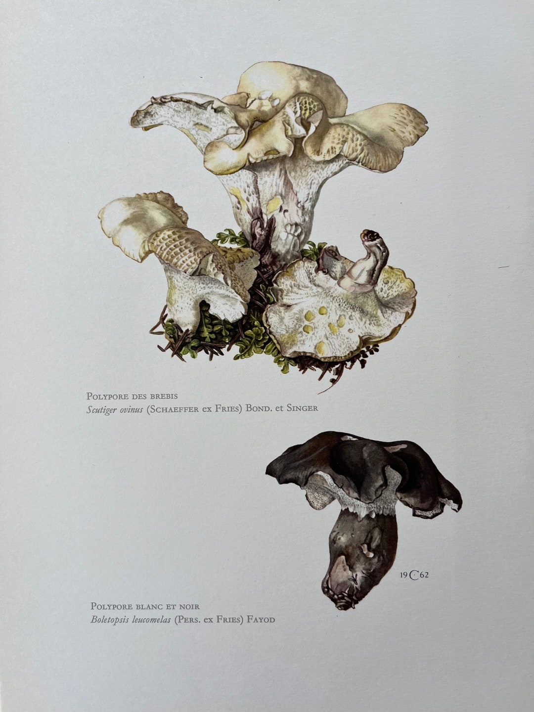 1960 Vintage SHEEP POLYPORE Mushroom Print. Antique Biology and Nature ...