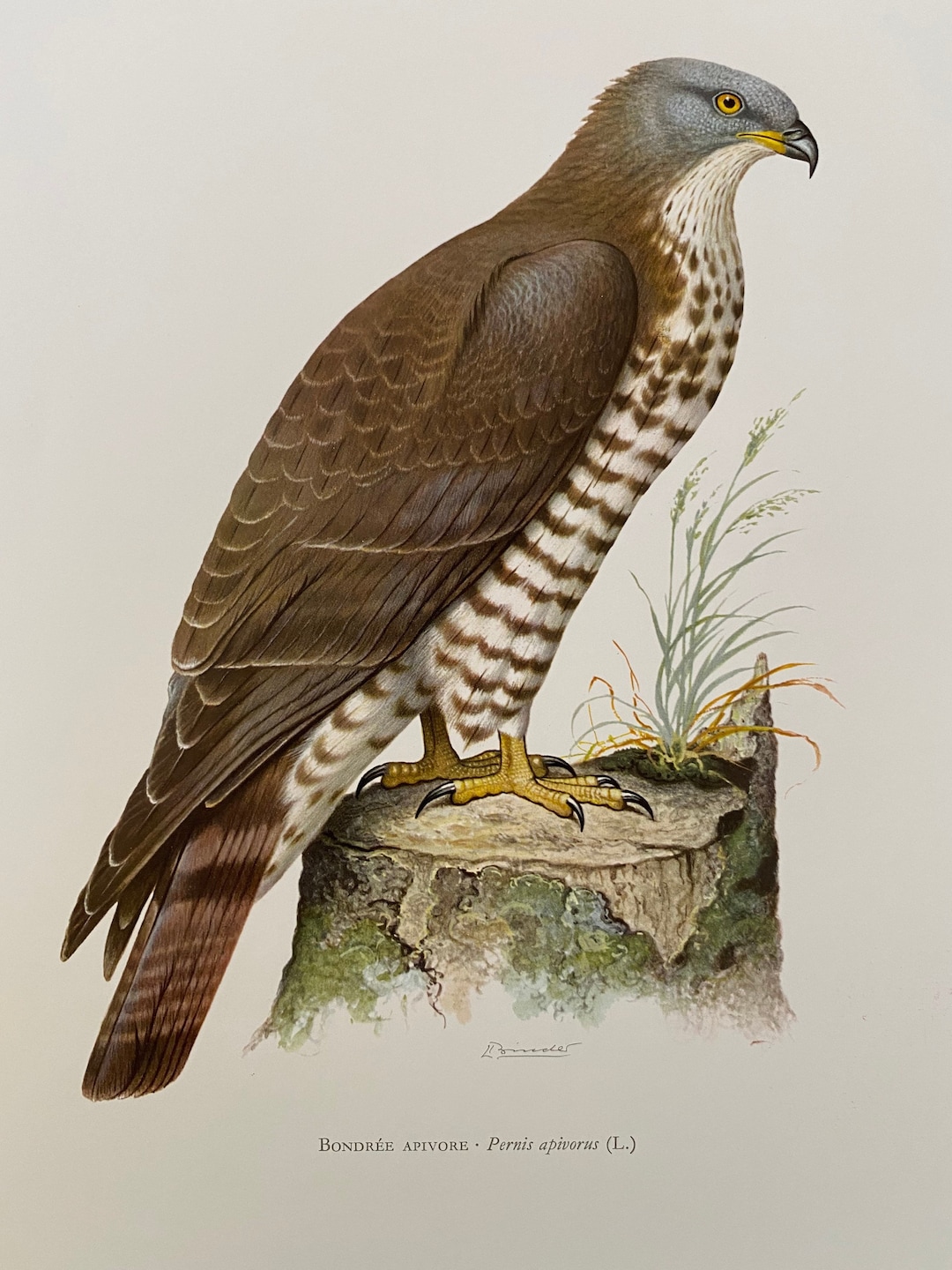 HONEY BUZZARD Bird Print. Antique and Vintage Ornithology and Biology ...