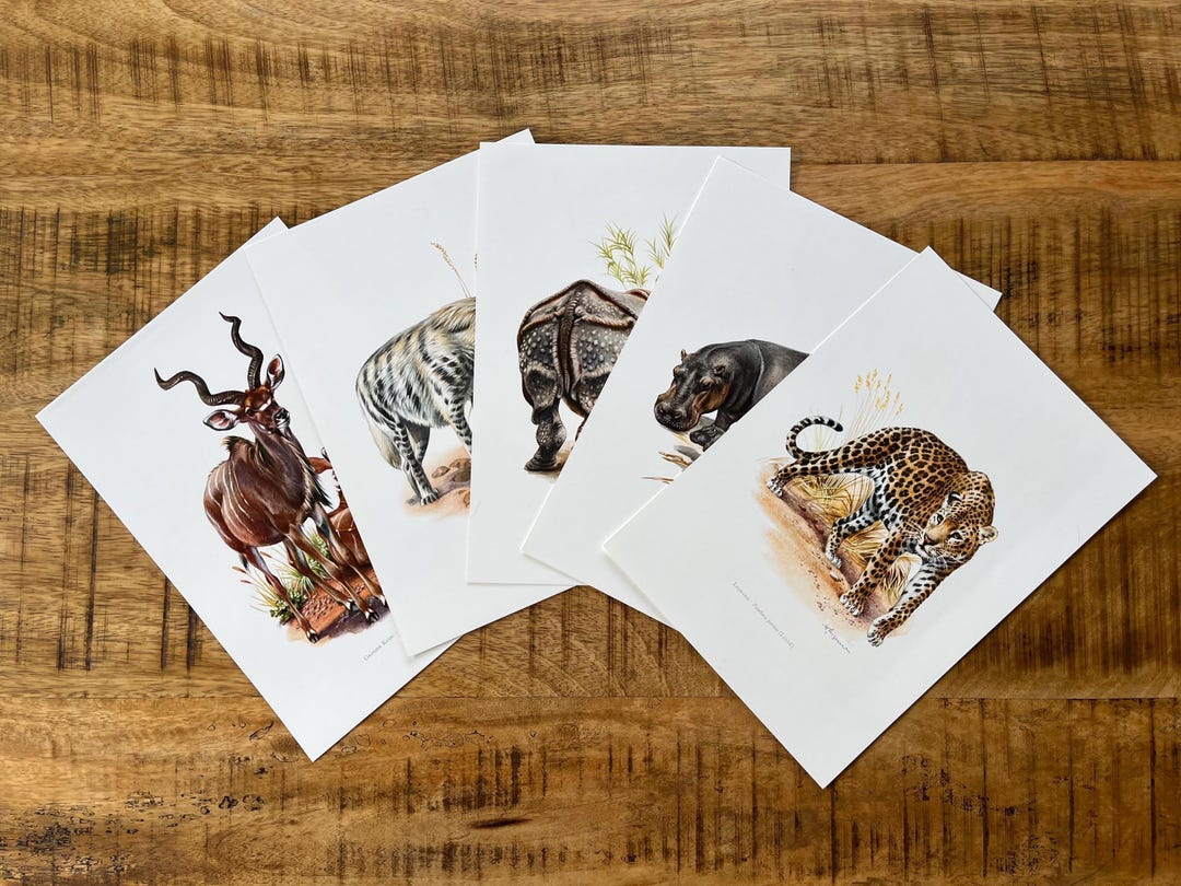 5 X 1960s Vintage SAFARI ANIMALS Print Set. Leopard, Rhinoceros, Hippo ...
