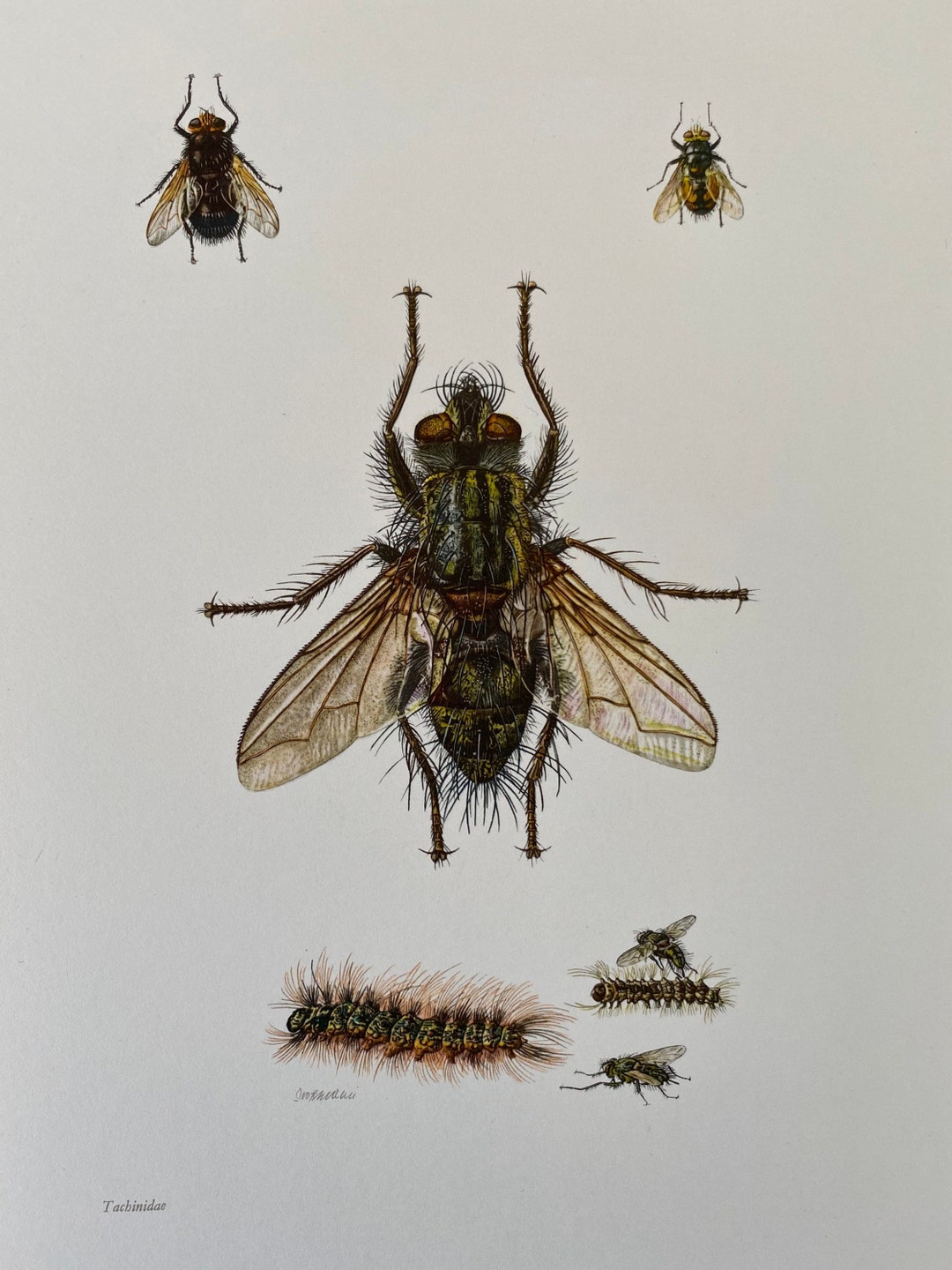 Entomology Wall Art: 1960s Parasitic Fly Print, Natural History ...