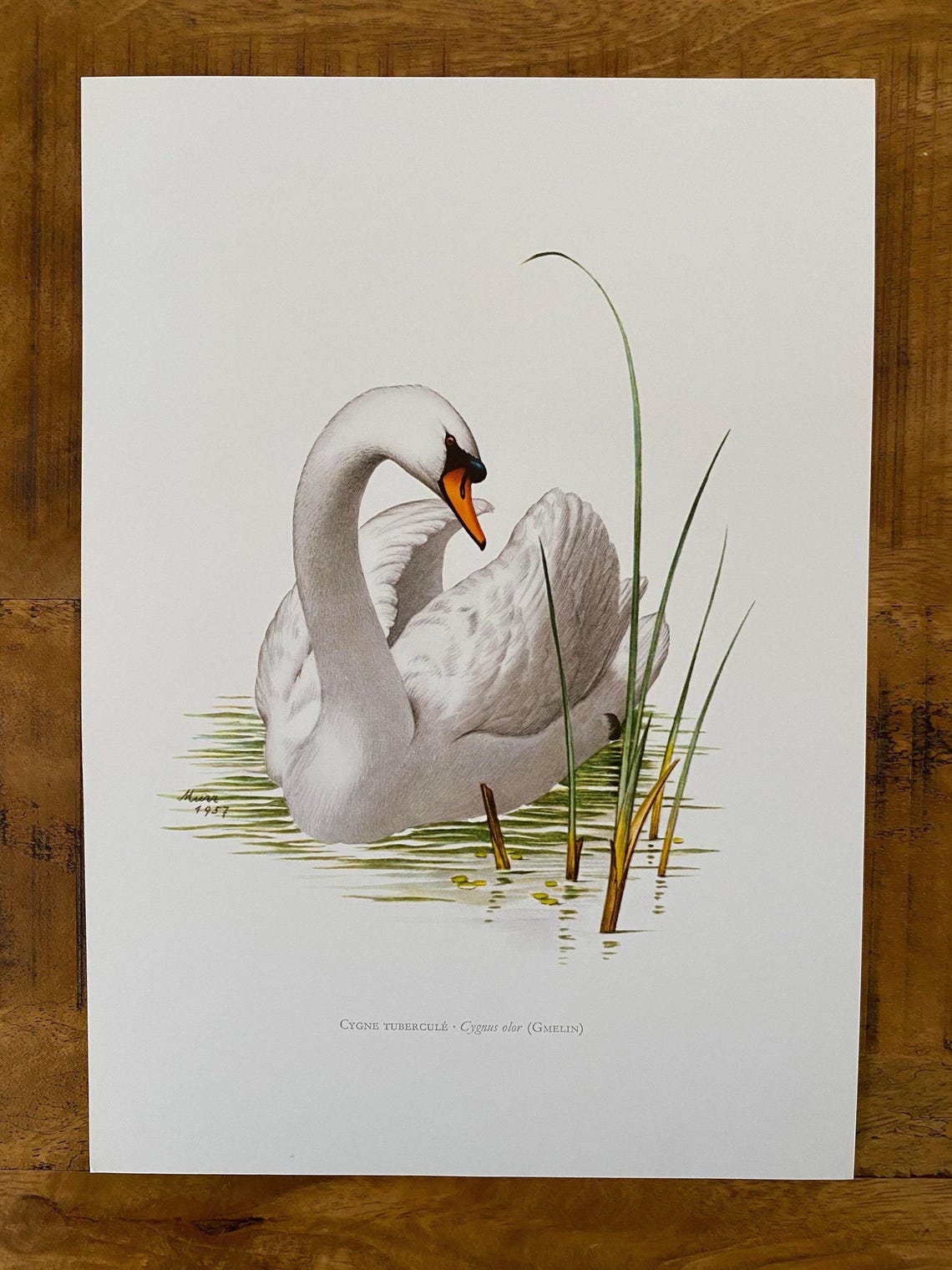 Mute Swan Print, Vintage Bird Illustration, Natural Sciences Decor - Etsy