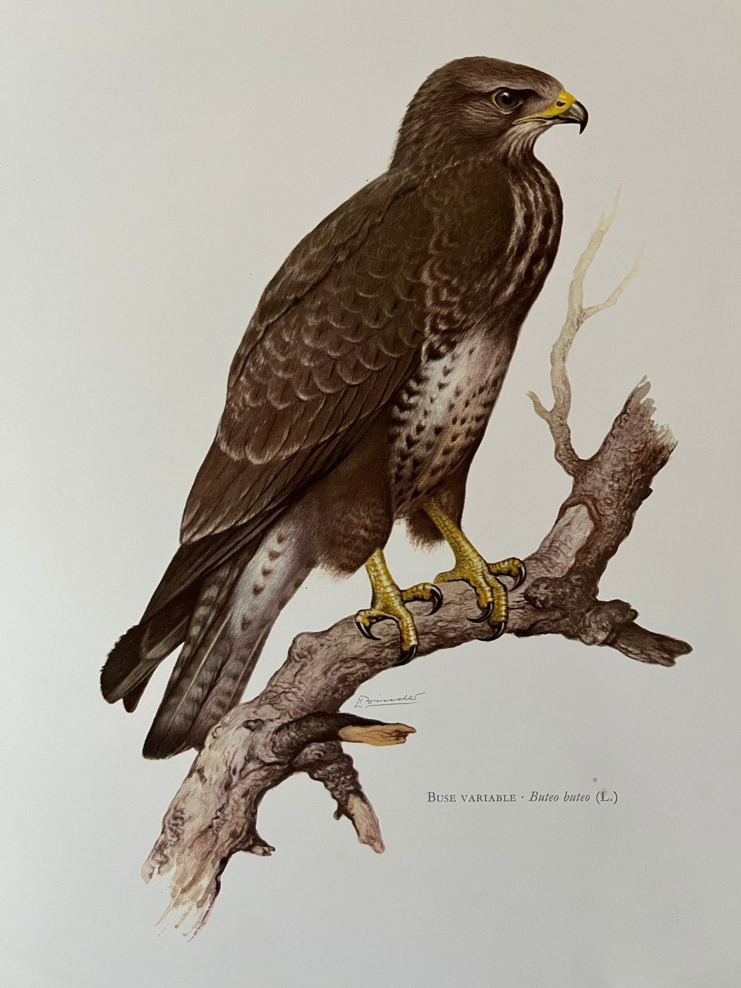 Vintage Common Buzzard Print, 1960s Ornithology Art - Etsy