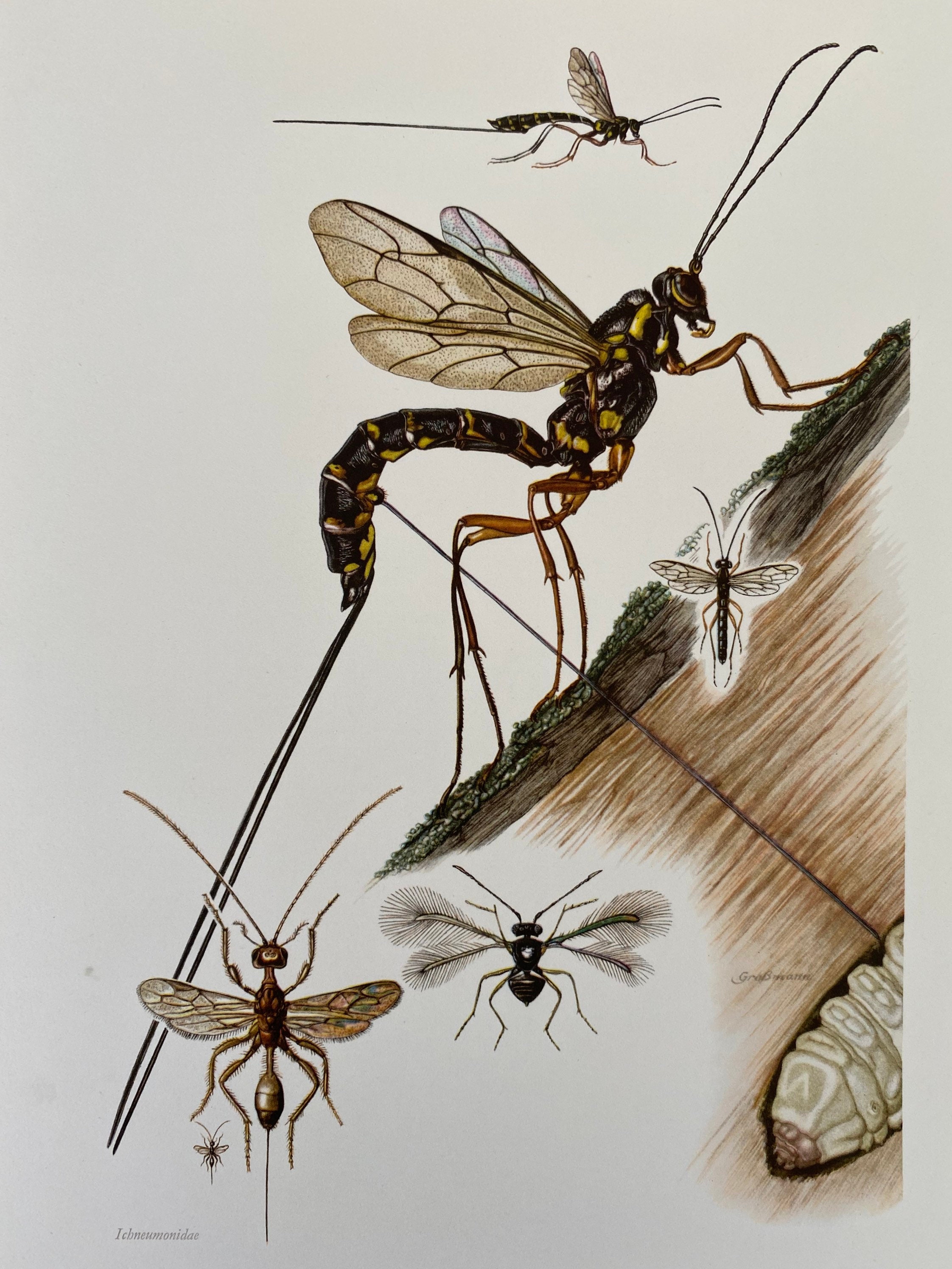 Wasp Scientific Illustration