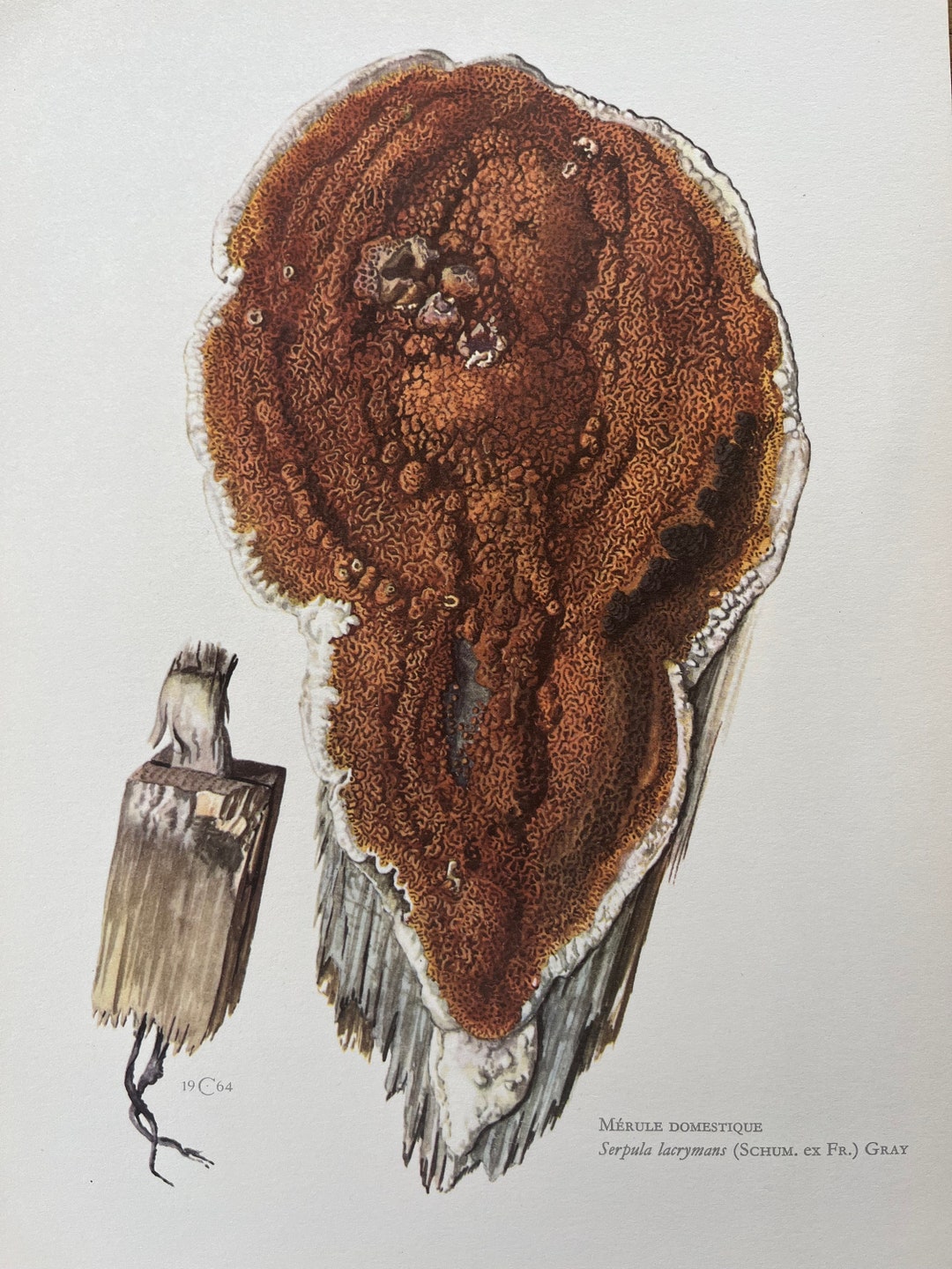 1960 Vintage SERPULA LACRYMANS Mushroom Print. Antique Biology and ...