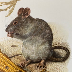 BLACK RAT Animal Print. Antique and Vintage Zoology and Biology ...