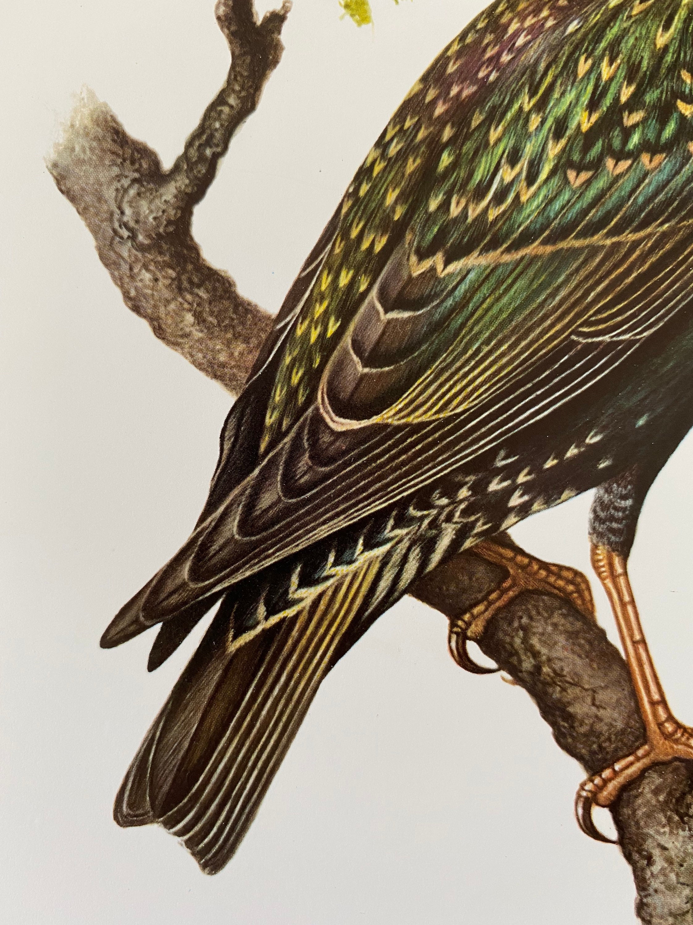 Vintage Starling Bird Print, 1960s Natural Science Wall Art - Etsy