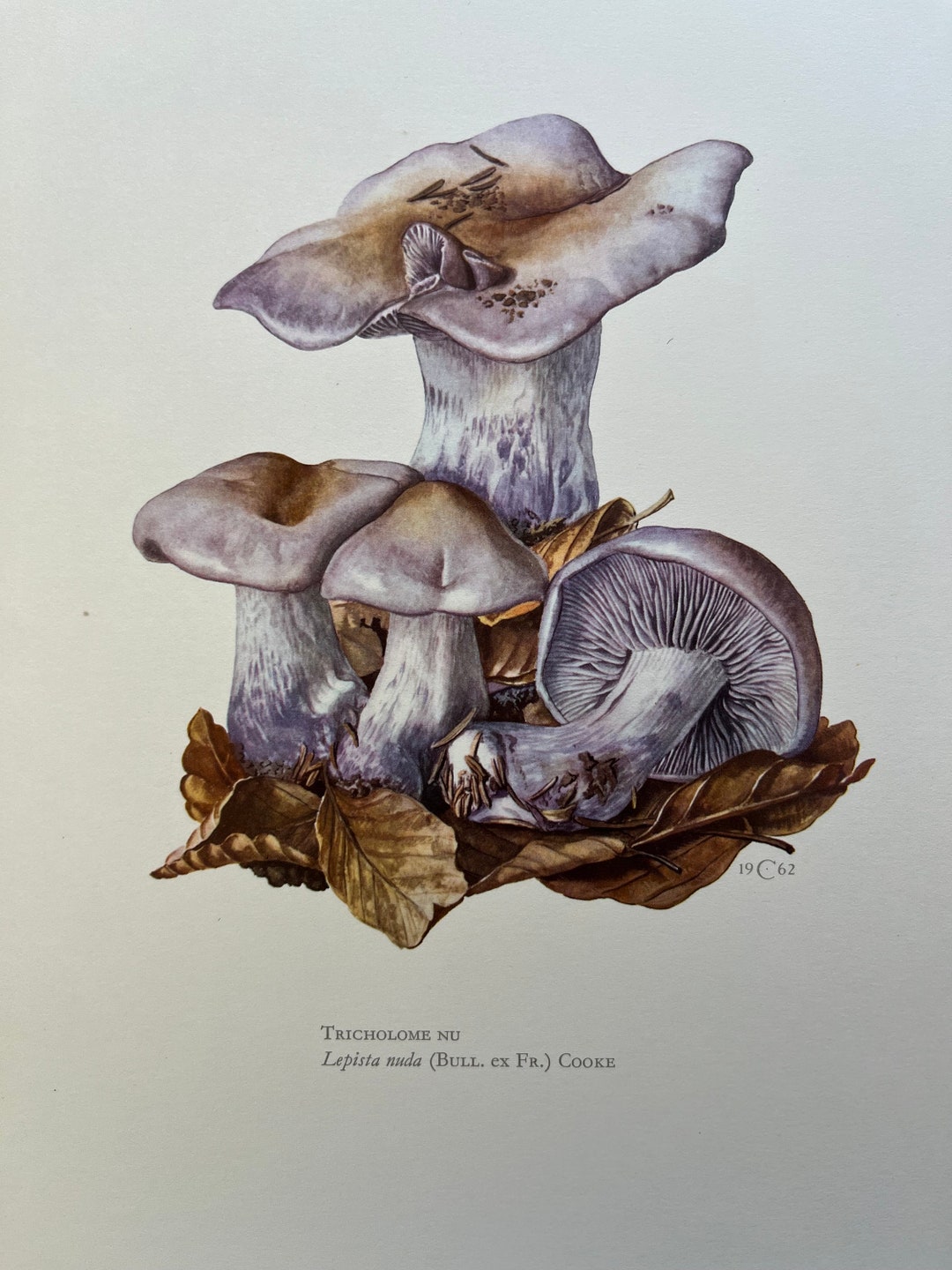 Wood Blewit Mushroom Print, Vintage Biology Lithograph (1964) - Etsy