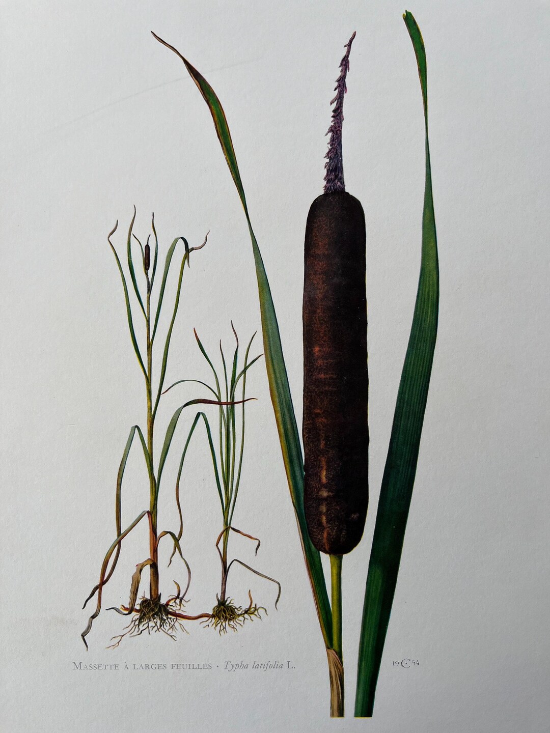 Botanical Broadleaf Cattail Print. Vintage Flower En Plant Lithography ...