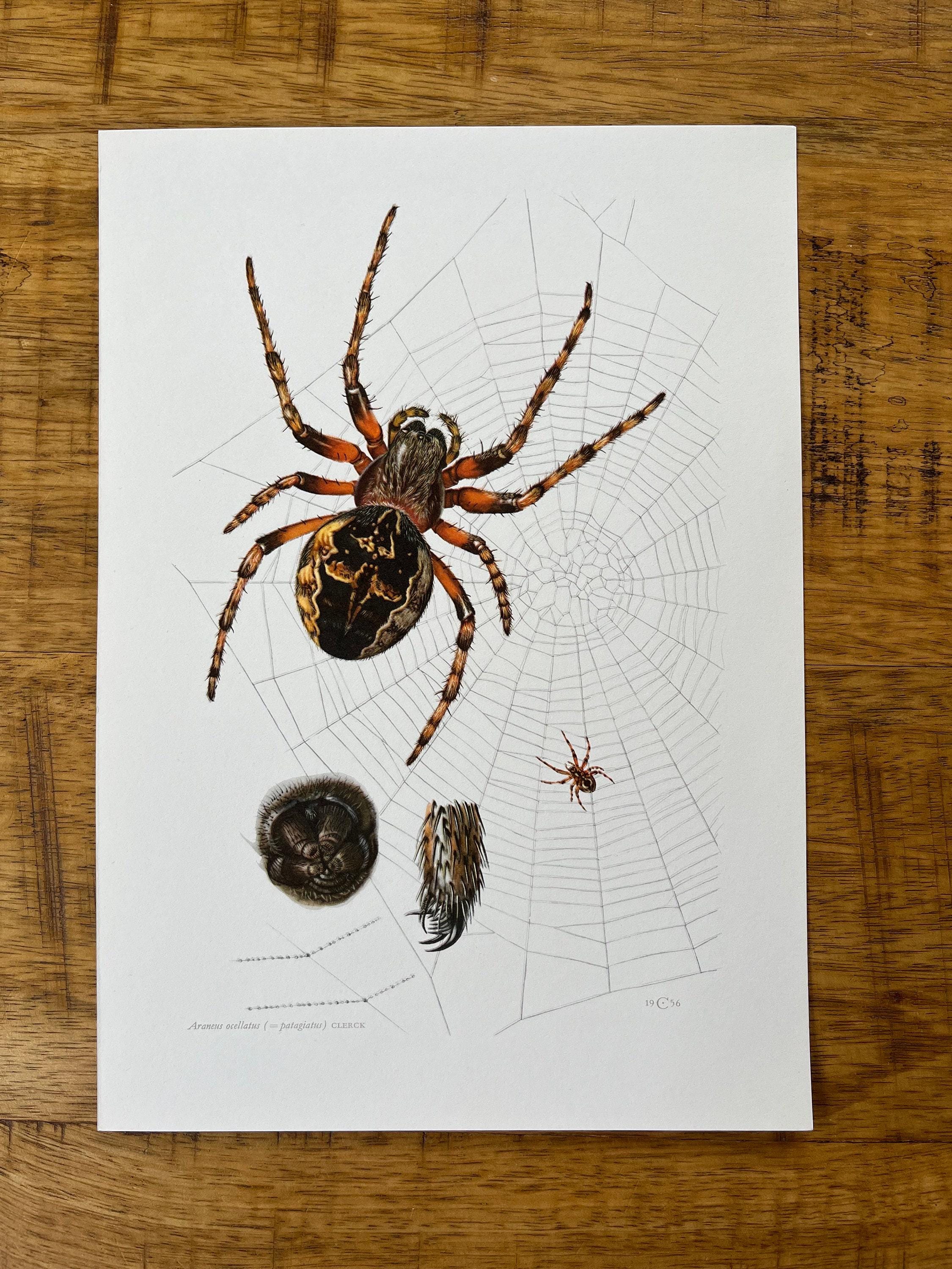 Araneus Ocellatus Spider Print, Vintage Zoology Lithograph - Etsy