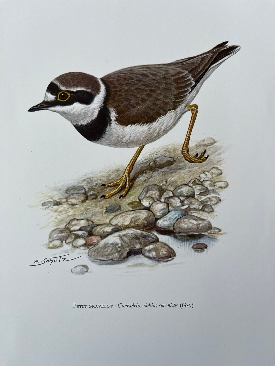 LITTLE RINGED PLOVER Bird Print. Antique and Vintage Ornithology and ...