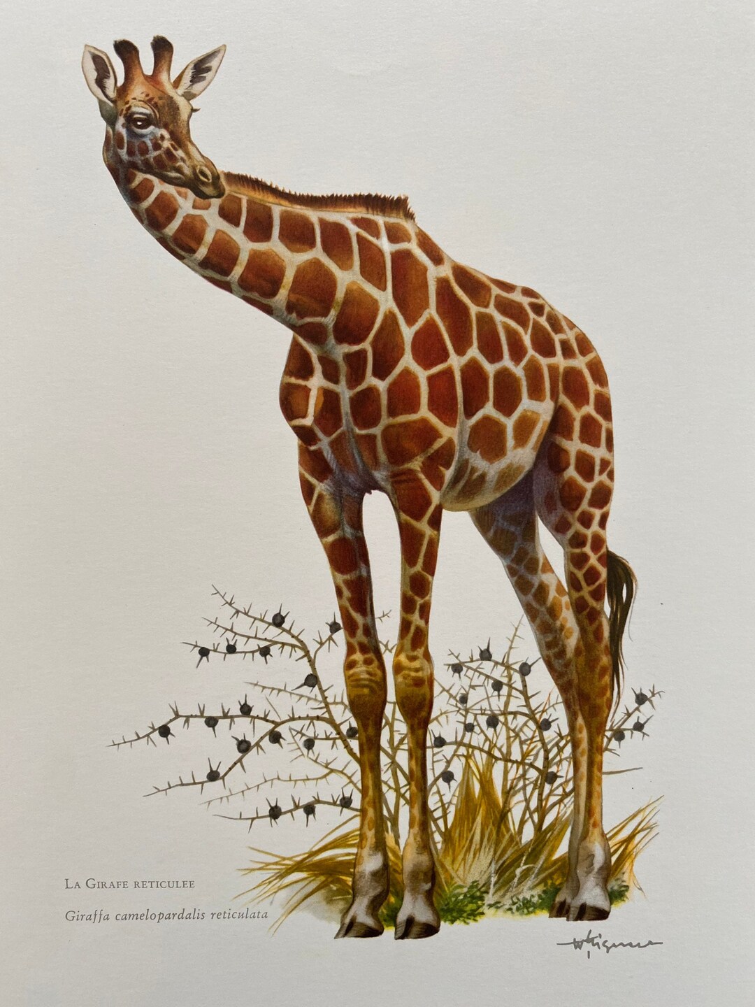 GIRAFFE Animal Print. Antique and Vintage Zoology and Biology ...